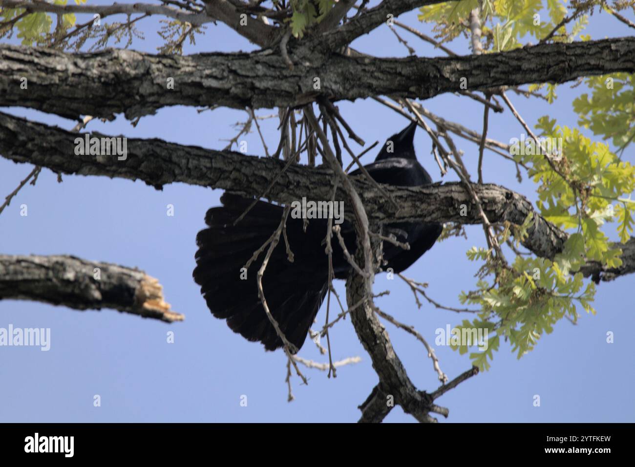 Fish Crow (Corvus ossifragus Stock Photo - Alamy