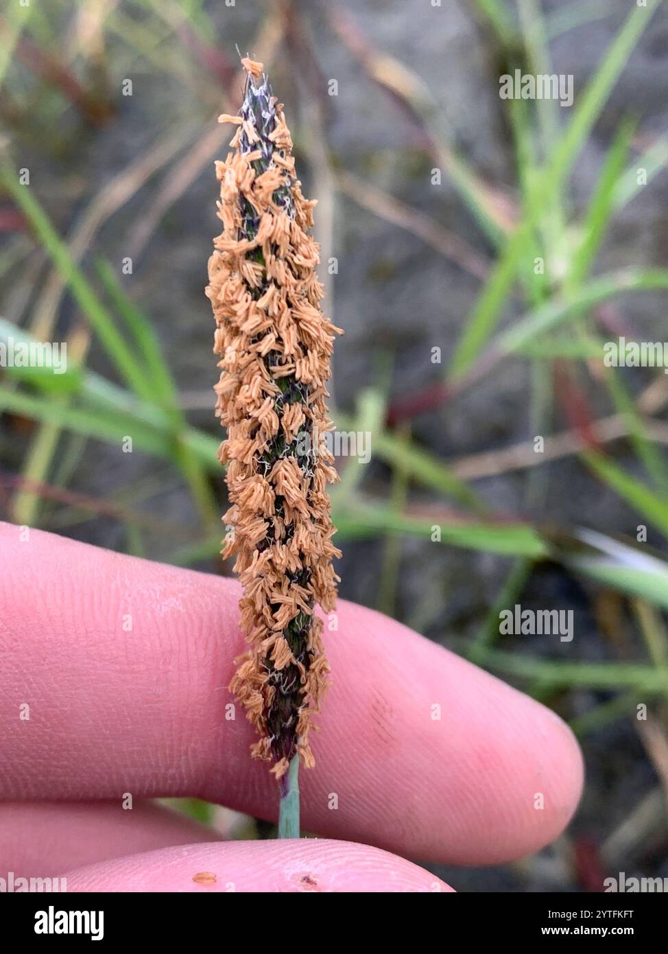 Foxtail grasses (Alopecurus Stock Photo - Alamy
