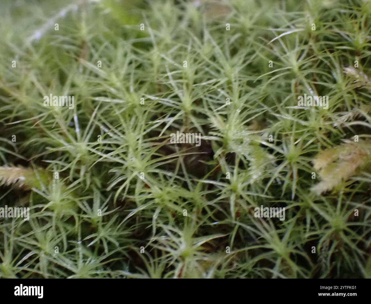 Common Apple-moss (Bartramia pomiformis Stock Photo - Alamy