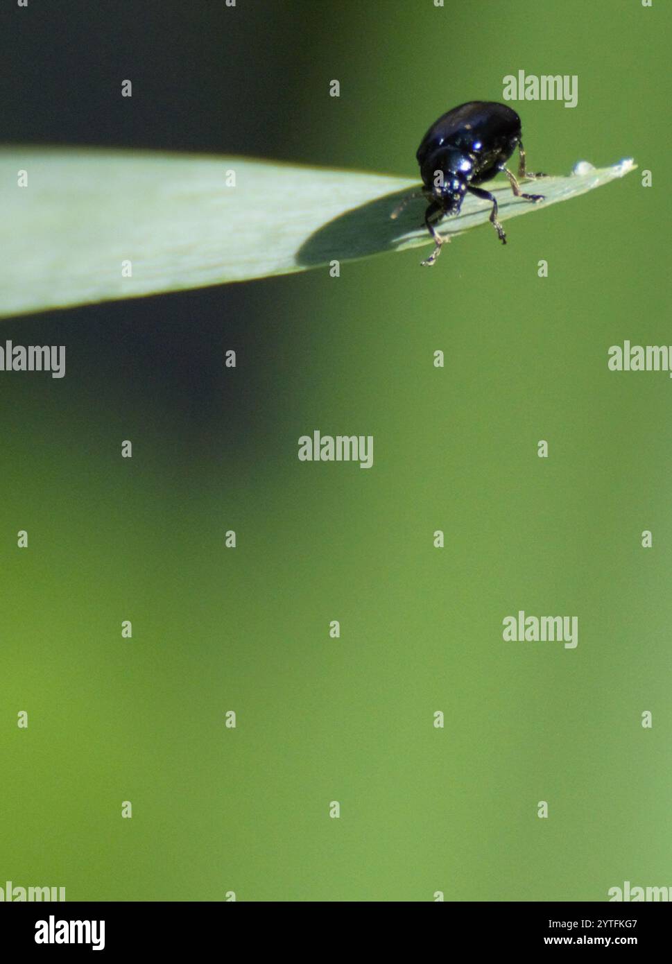 Flea Beetles (Alticini Stock Photo - Alamy