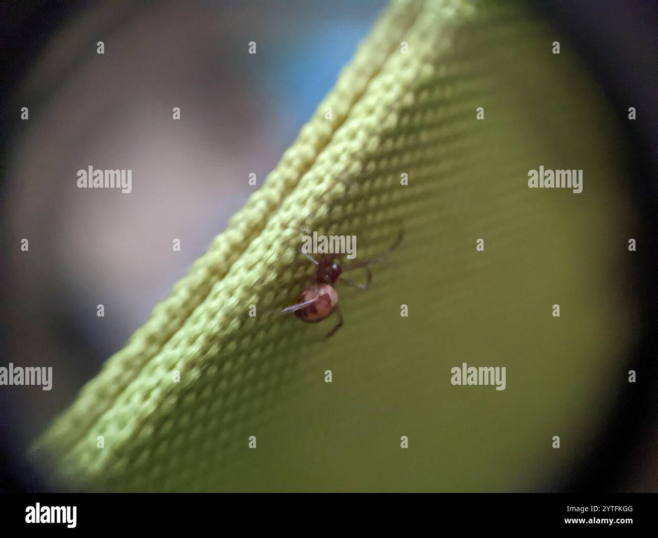 Triangulate Combfoot (Steatoda triangulosa Stock Photo - Alamy