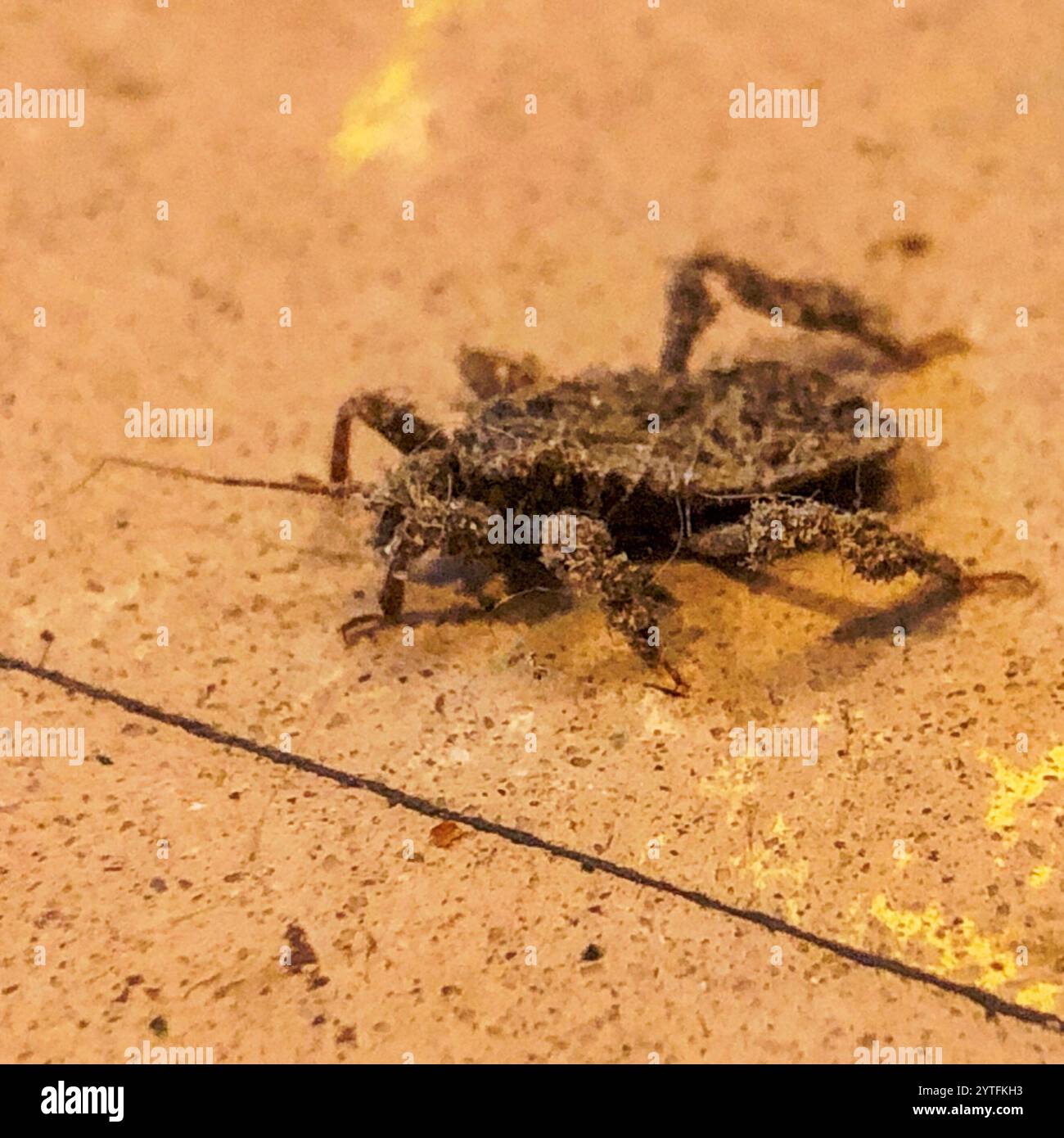 Masked Hunter (Reduvius personatus Stock Photo - Alamy