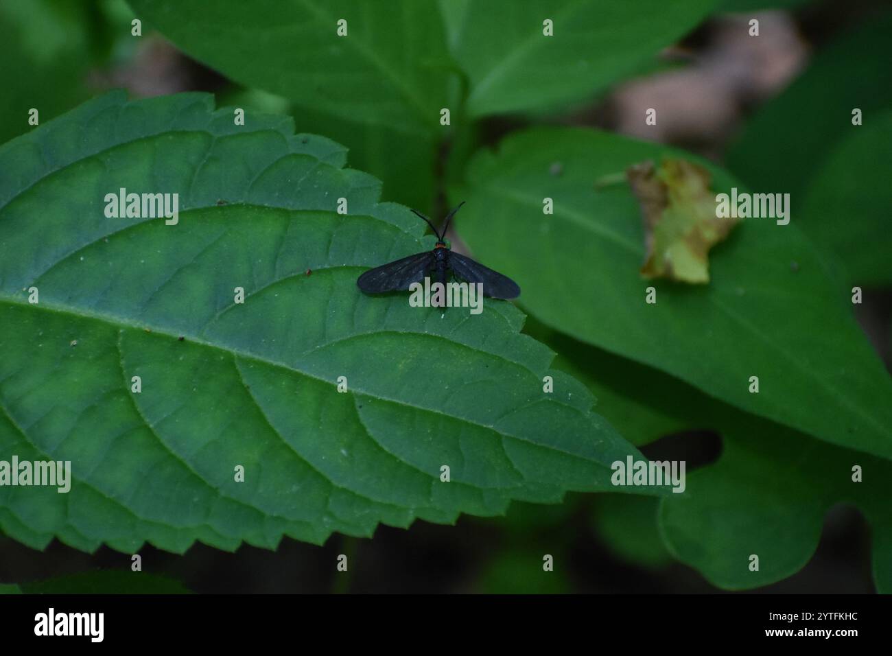 Grapeleaf Skeletonizer Moth (Harrisina americana Stock Photo - Alamy