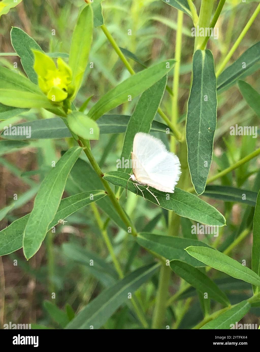 White Spring Moth (Lomographa vestaliata Stock Photo - Alamy