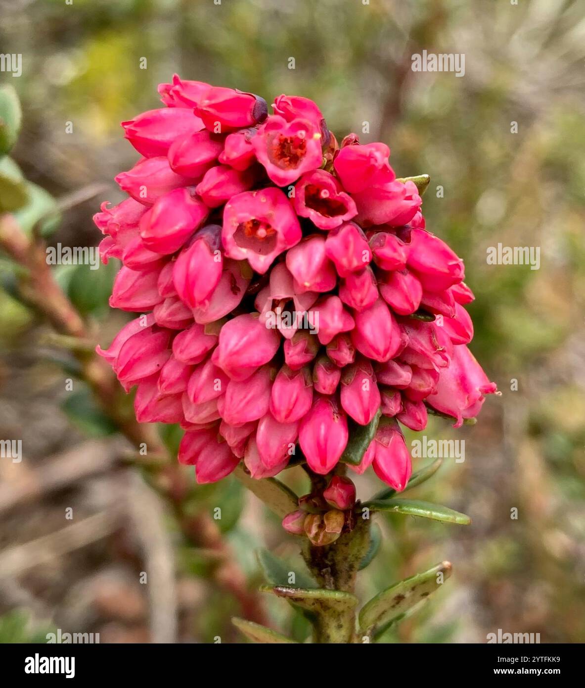Andean blueberry hi-res stock photography and images - Alamy