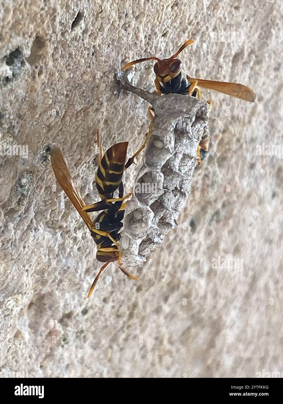 Caribbean Paper Wasp (Polistes crinitus Stock Photo - Alamy