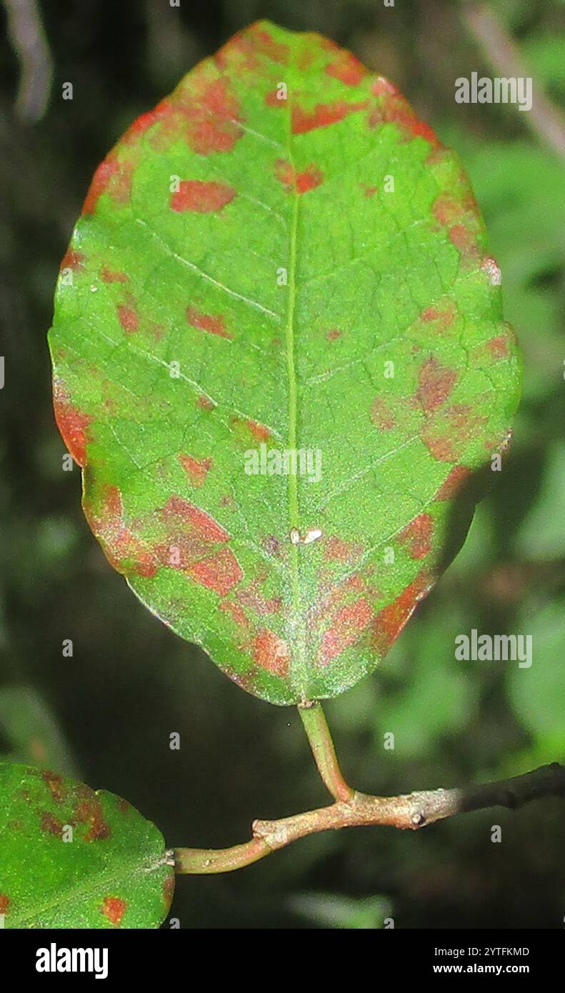 tamboti (Spirostachys africana Stock Photo - Alamy