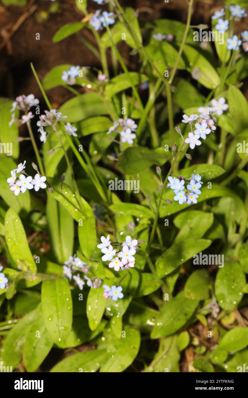 Wood Forget-me-not (Myosotis sylvatica Stock Photo - Alamy