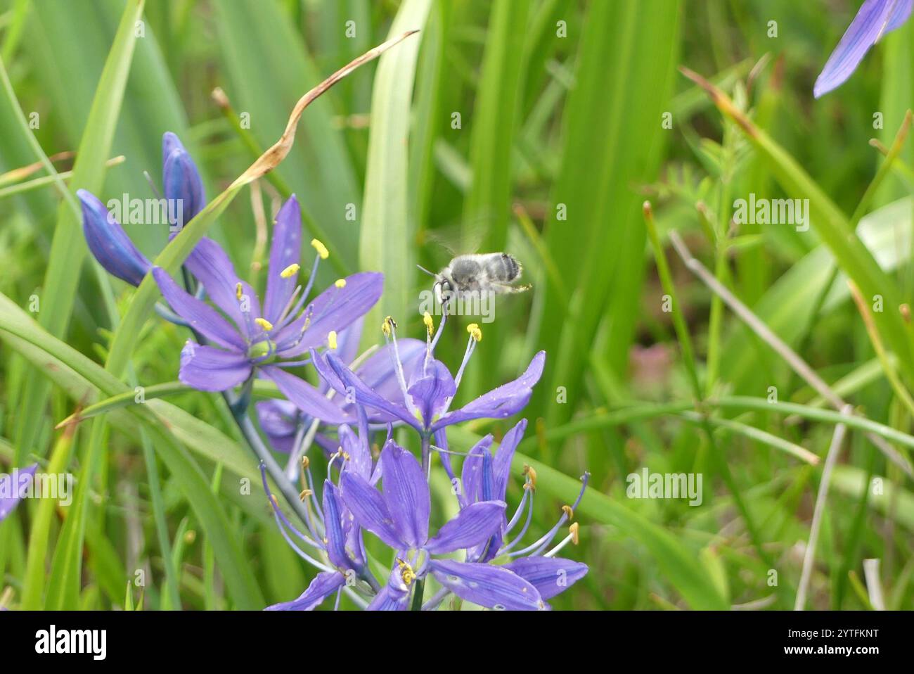 Common Digger Bees (Anthophora Stock Photo - Alamy
