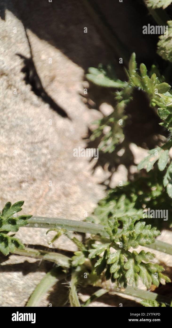 Flat-fruited Orlaya (Orlaya daucoides Stock Photo - Alamy