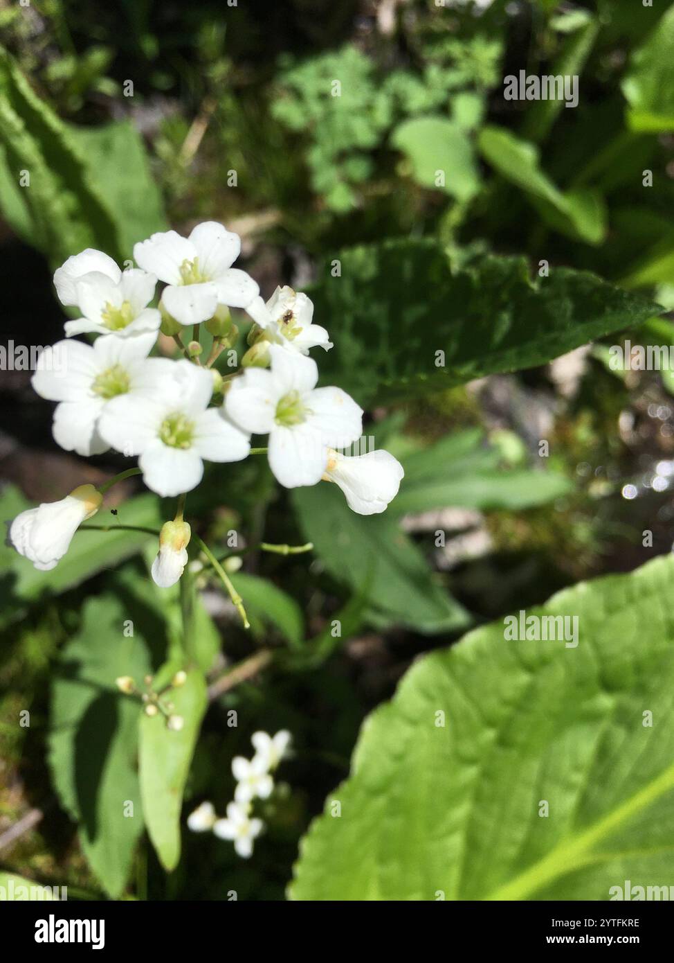 bulbous cress (Cardamine bulbosa Stock Photo - Alamy