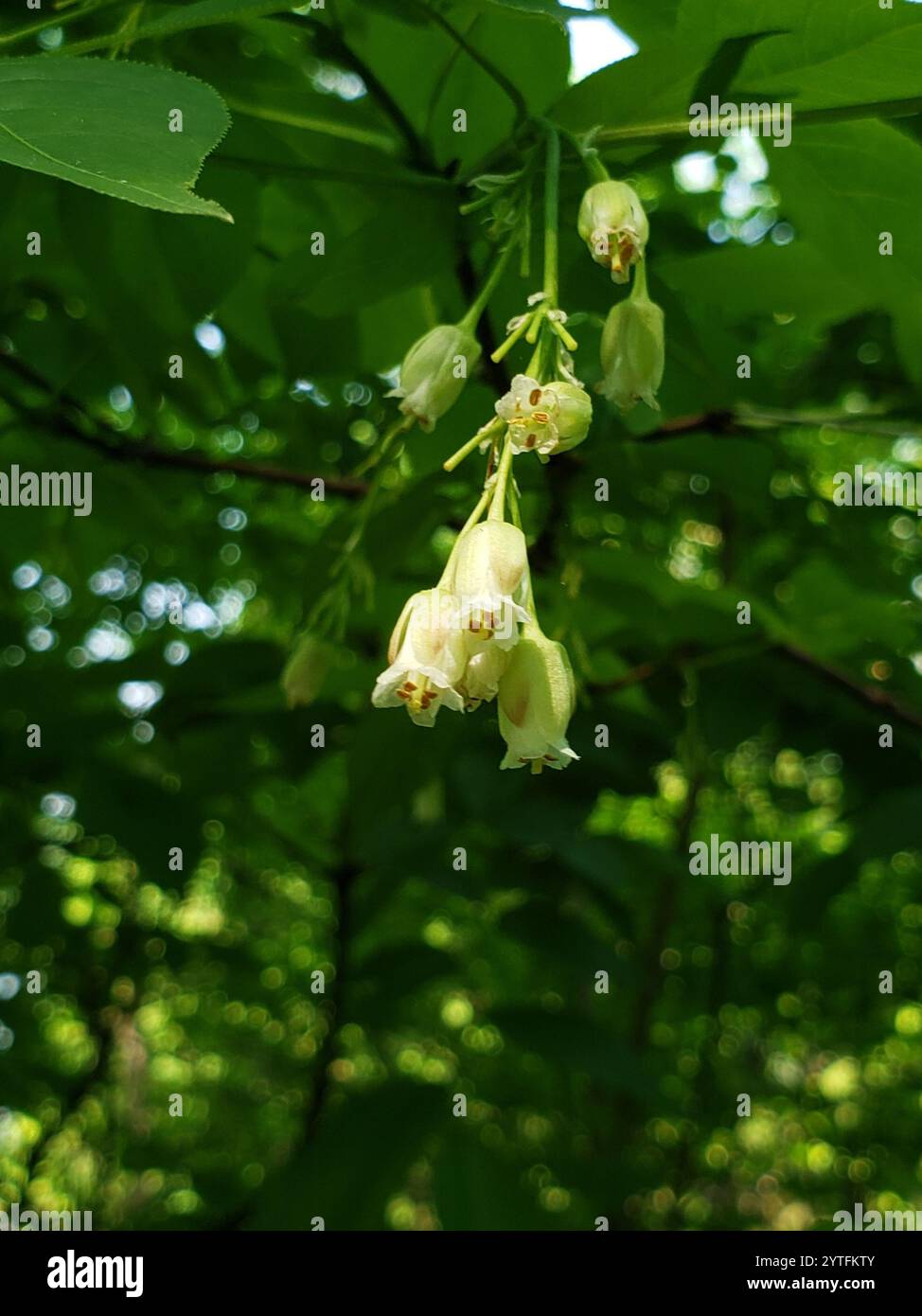 American bladdernut (Staphylea trifolia Stock Photo - Alamy