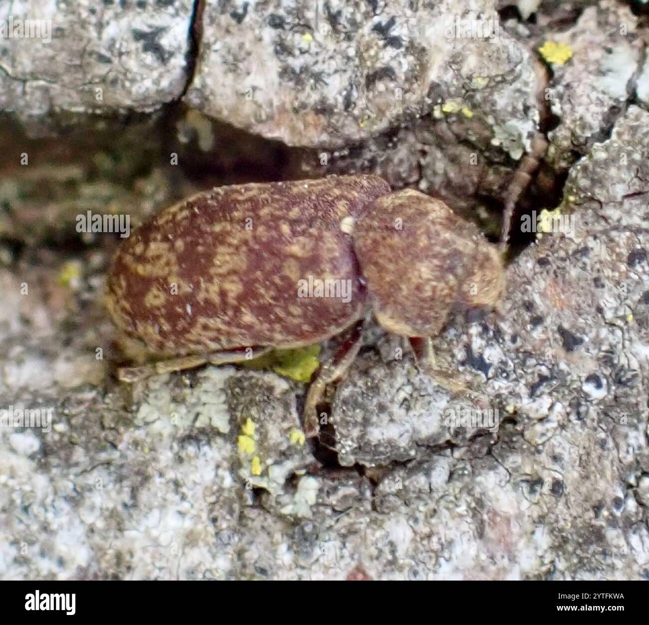 Deathwatch beetle hi-res stock photography and images - Alamy