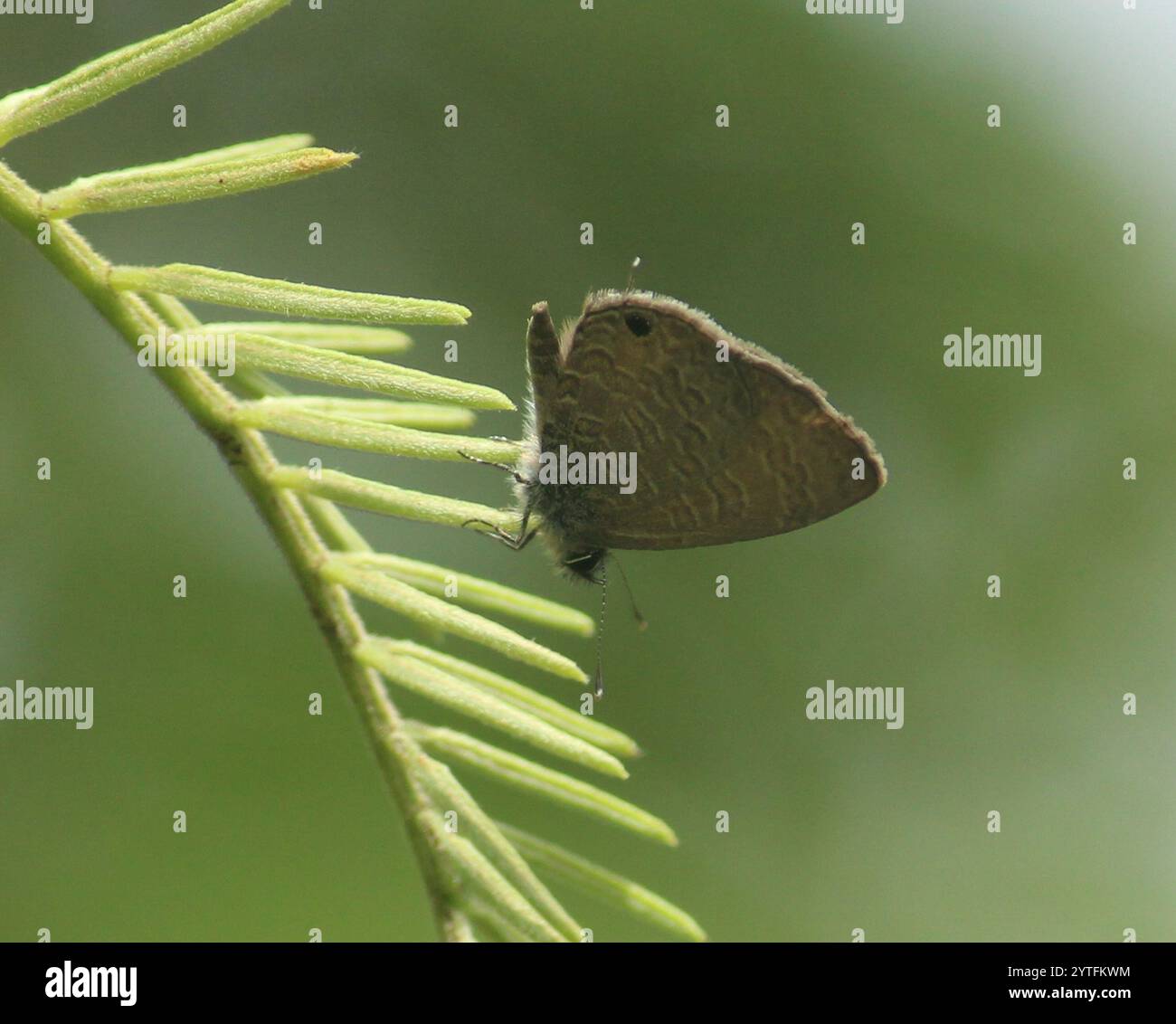 Common Line Blue (Prosotas nora Stock Photo - Alamy