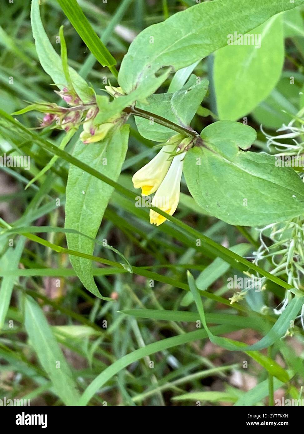 Common Cow-wheat (Melampyrum pratense Stock Photo - Alamy