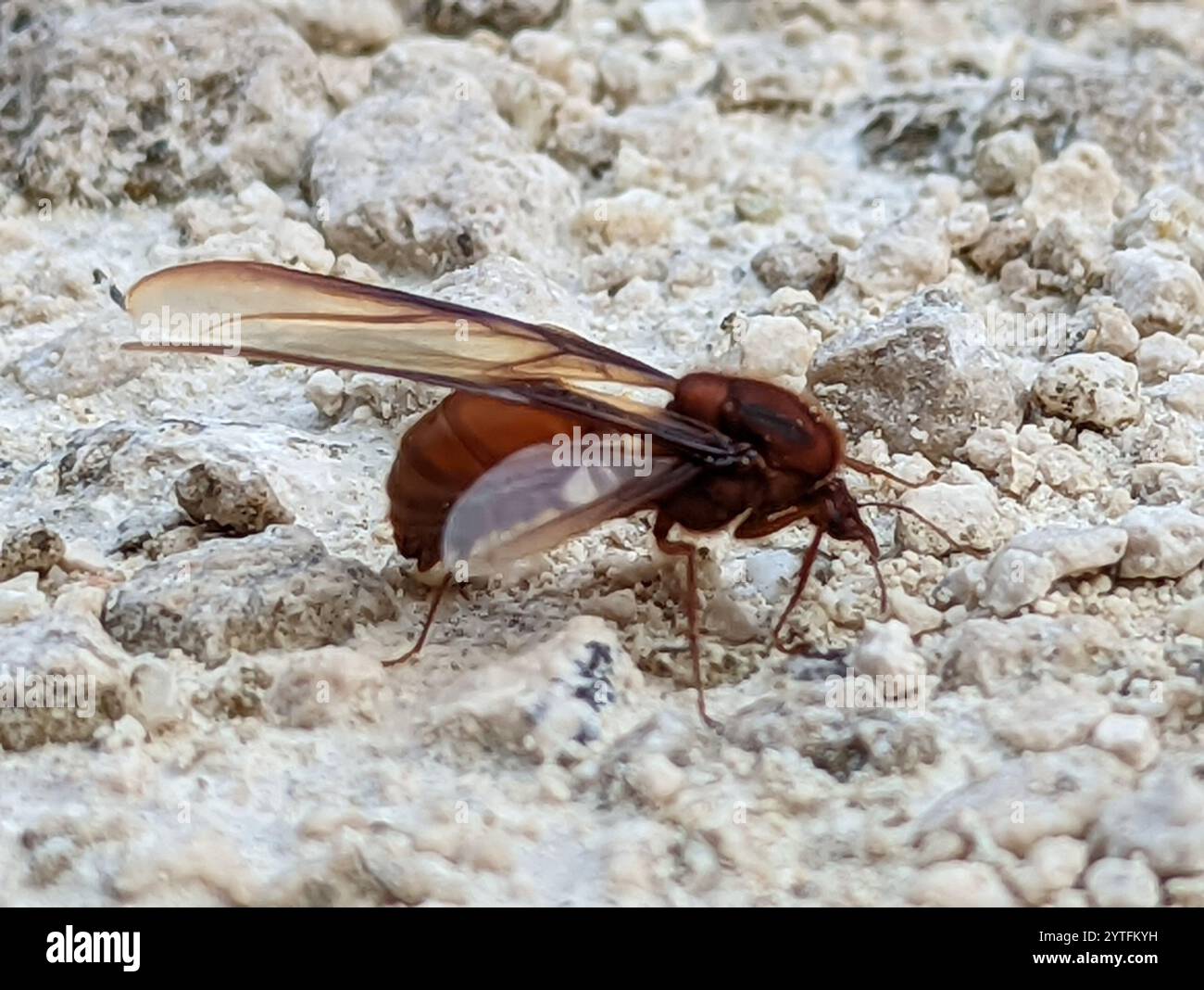 Hairy-headed leafcutter ant (Atta cephalotes Stock Photo - Alamy