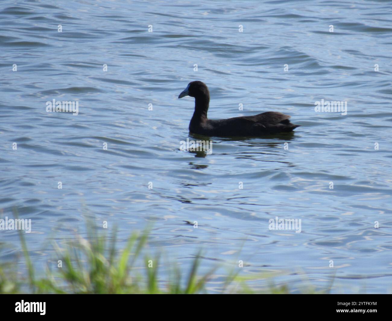Red-knobbed Coot (Fulica cristata Stock Photo - Alamy