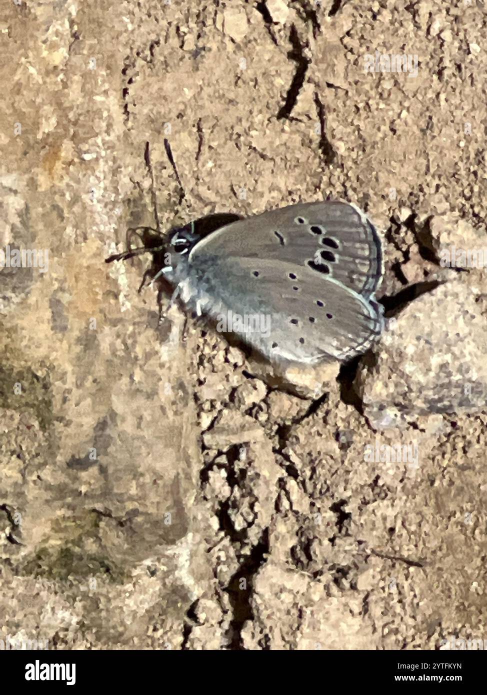 Black-eyed Blue (Glaucopsyche melanops Stock Photo - Alamy