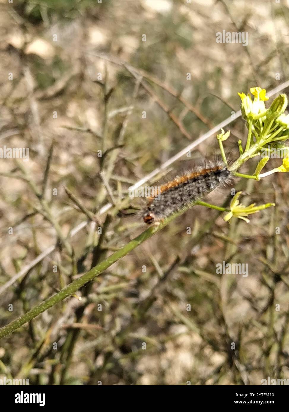 Underwing, Tiger, Tussock, and Allied Moths (Erebidae Stock Photo - Alamy