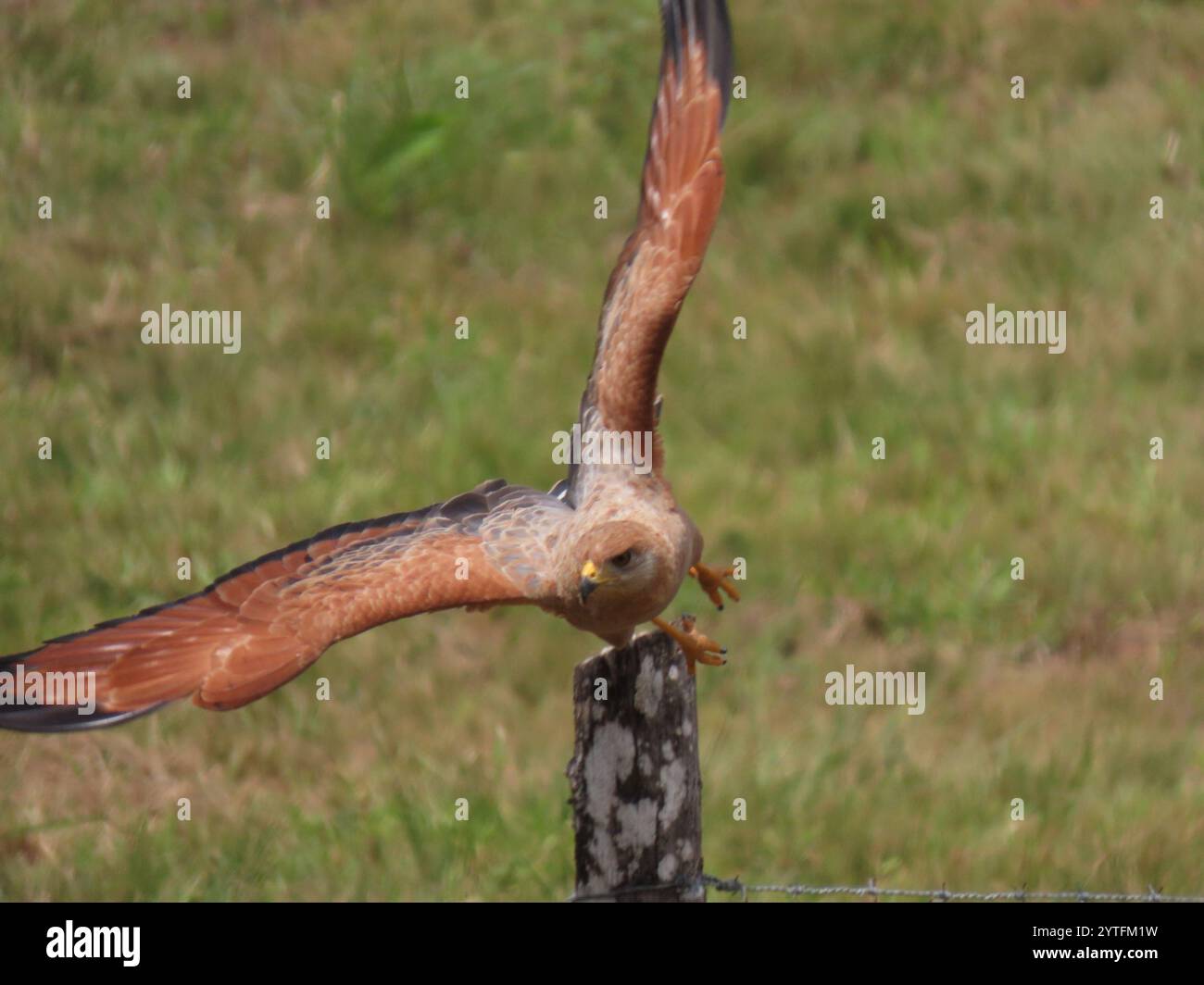 Savanna Hawk (Buteogallus meridionalis Stock Photo - Alamy