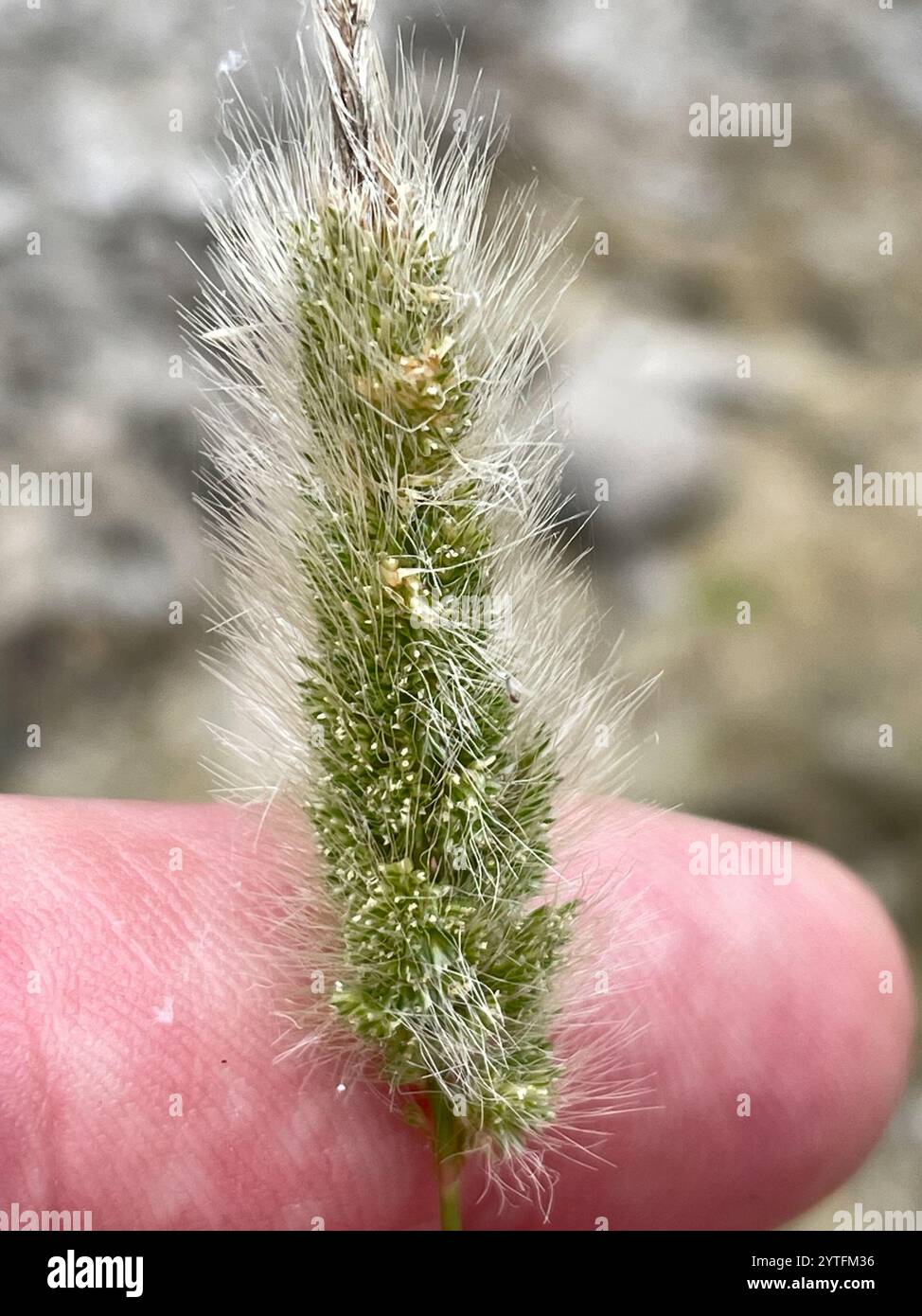 Rabbitfoot grass hi-res stock photography and images - Alamy
