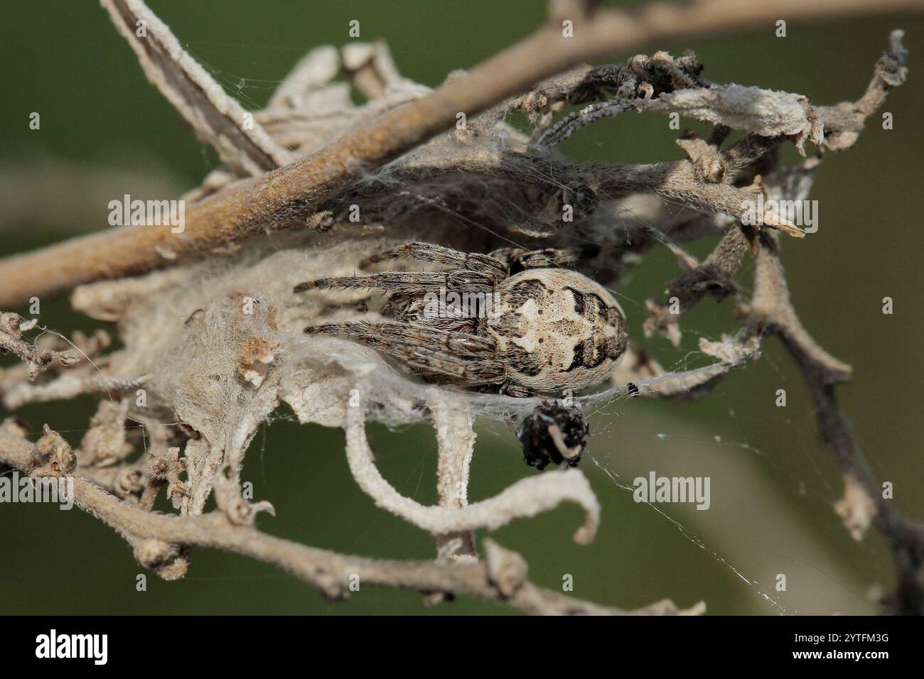 Furrow Spiders (Larinioides Stock Photo - Alamy