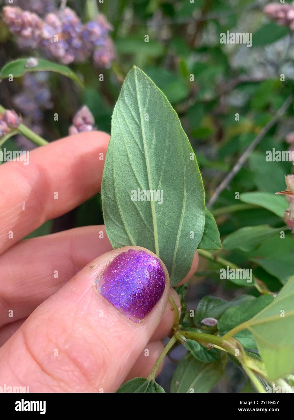 Deerbrush hi-res stock photography and images - Alamy