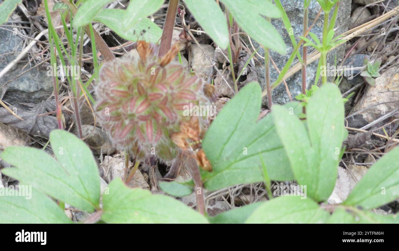 ballhead waterleaf (Hydrophyllum capitatum Stock Photo - Alamy