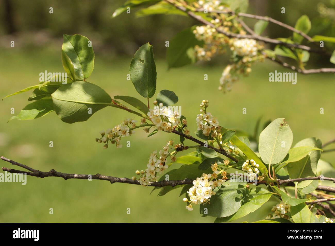 chokecherry (Prunus virginiana Stock Photo - Alamy