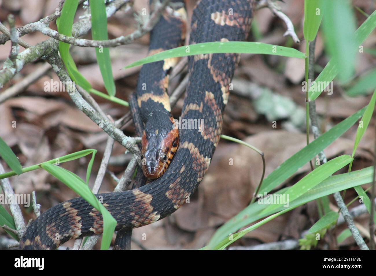 Banded Watersnake (Nerodia fasciata Stock Photo - Alamy