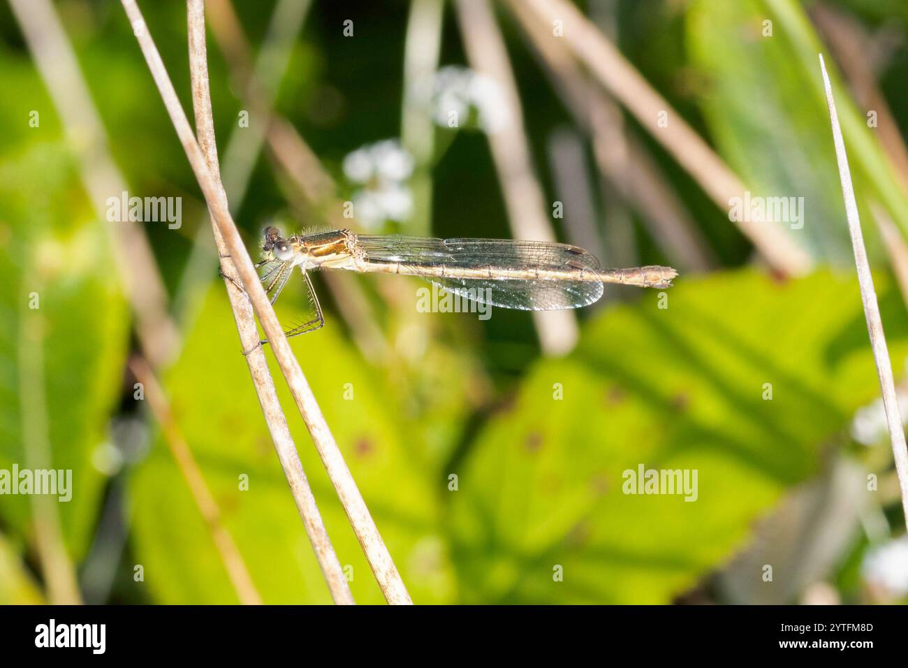 Common Spreadwing (Lestes sponsa Stock Photo - Alamy