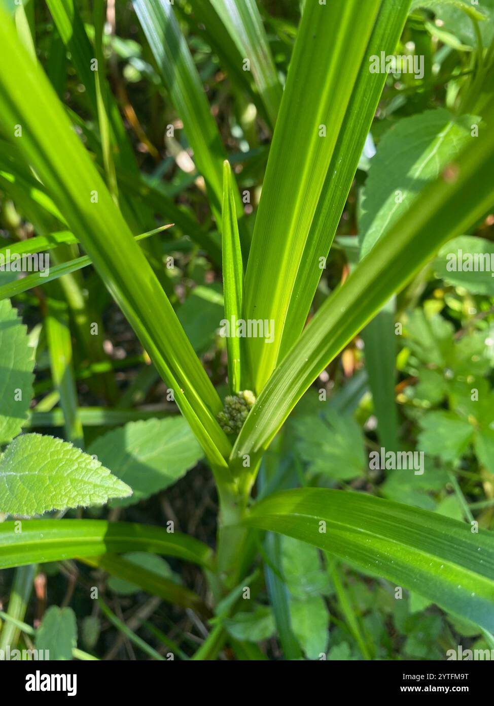 Panicled Bulrush (Scirpus microcarpus Stock Photo - Alamy