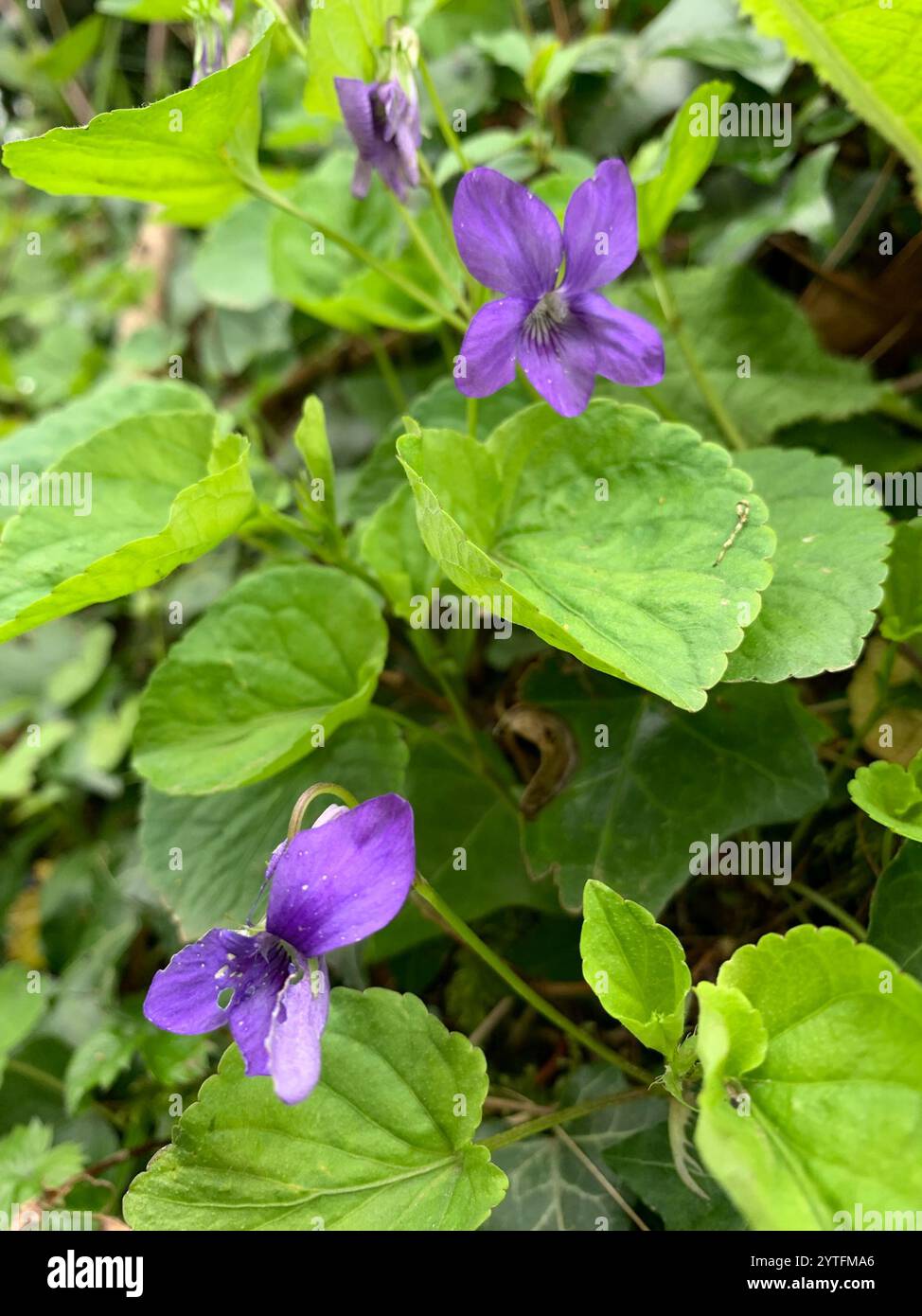 common dog-violet (Viola riviniana Stock Photo - Alamy