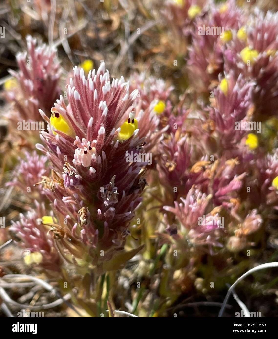 Pink johnny-nip (Castilleja ambigua insalutata Stock Photo - Alamy
