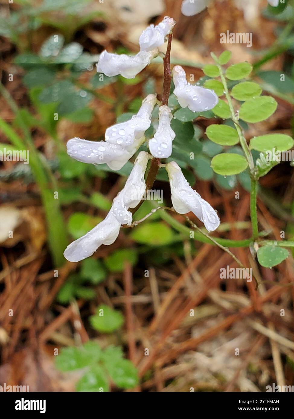 Carolina Vetch (Vicia caroliniana Stock Photo - Alamy