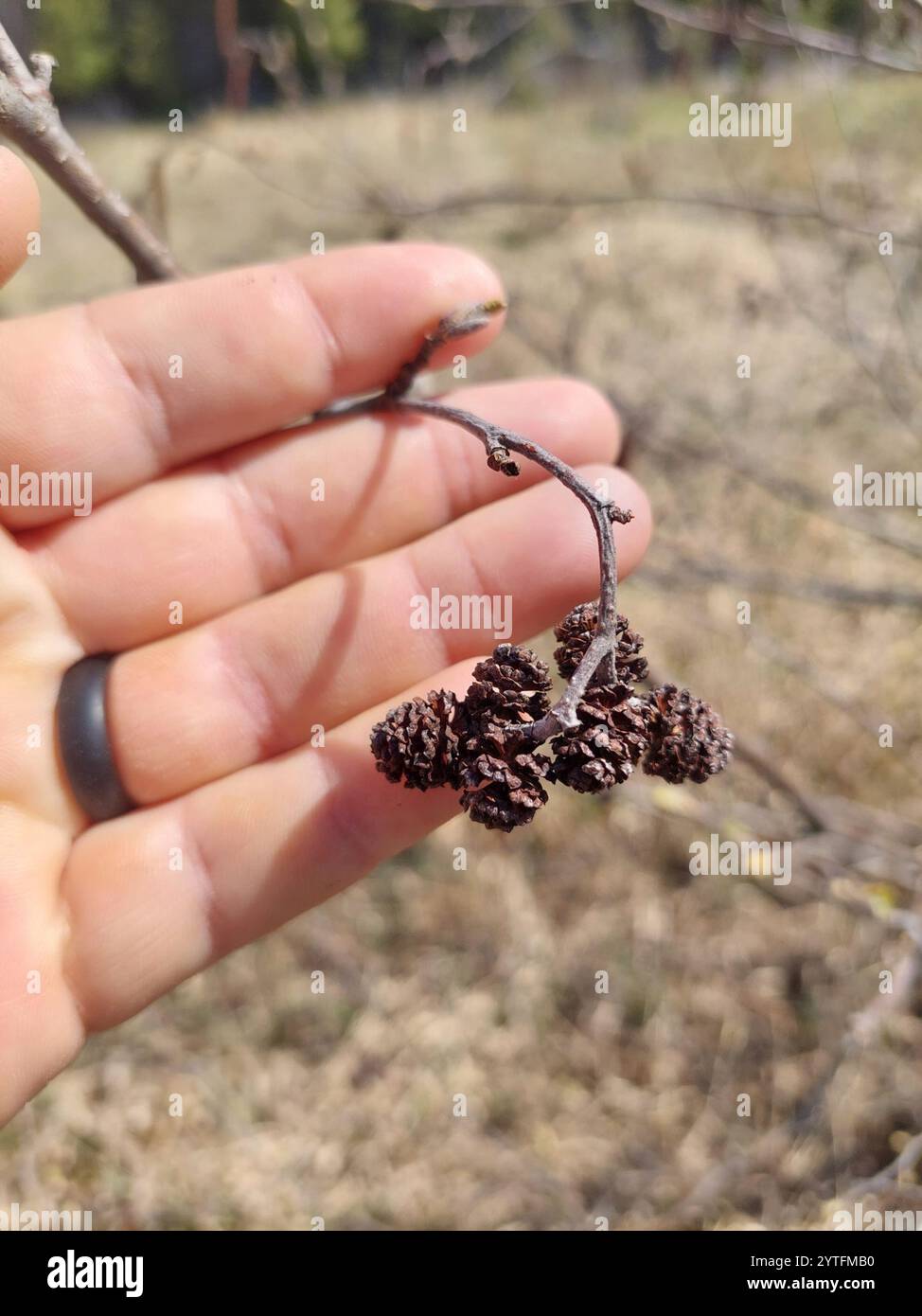 swamp alder (Alnus incana rugosa Stock Photo - Alamy