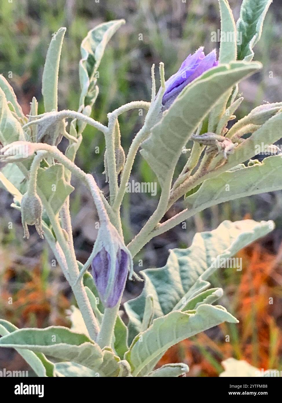 silverleaf nightshade (Solanum elaeagnifolium Stock Photo - Alamy