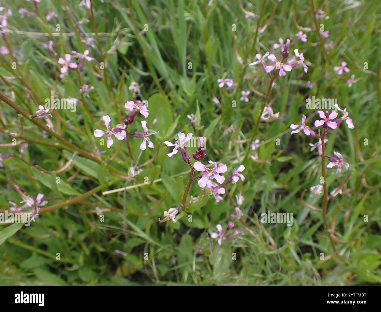 Chorispora tenella hi-res stock photography and images - Alamy