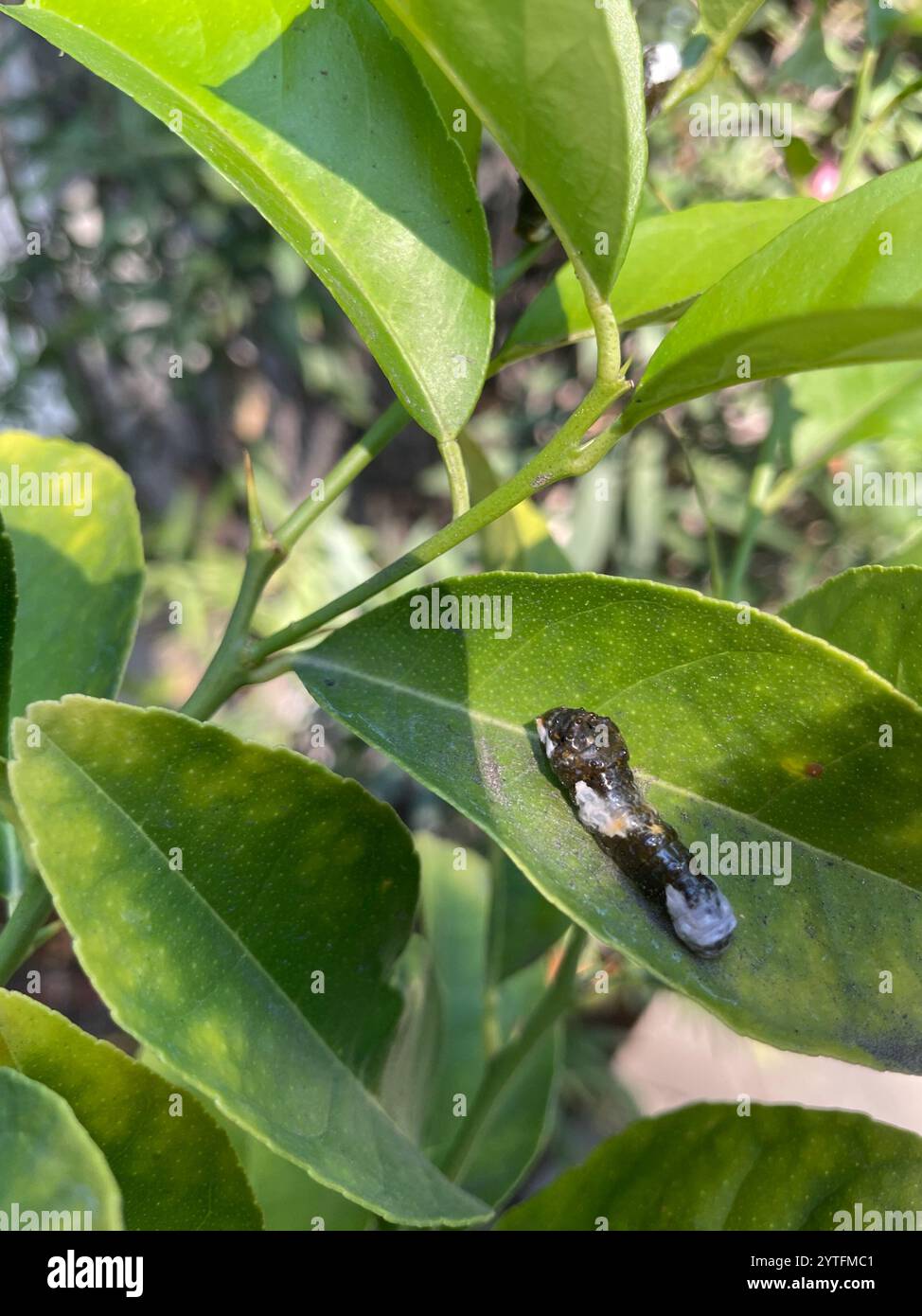 Western giant swallowtail hi-res stock photography and images - Alamy