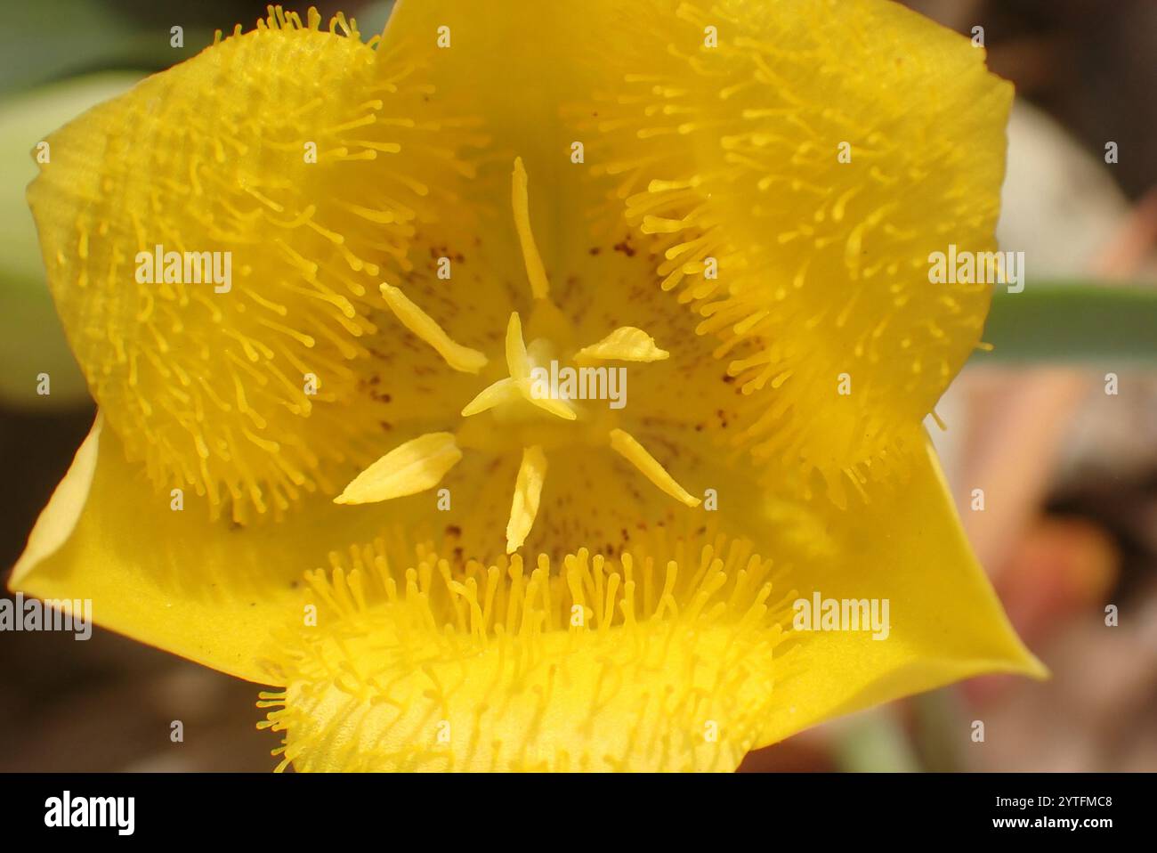 Yellow Star-tulip (Calochortus monophyllus Stock Photo - Alamy
