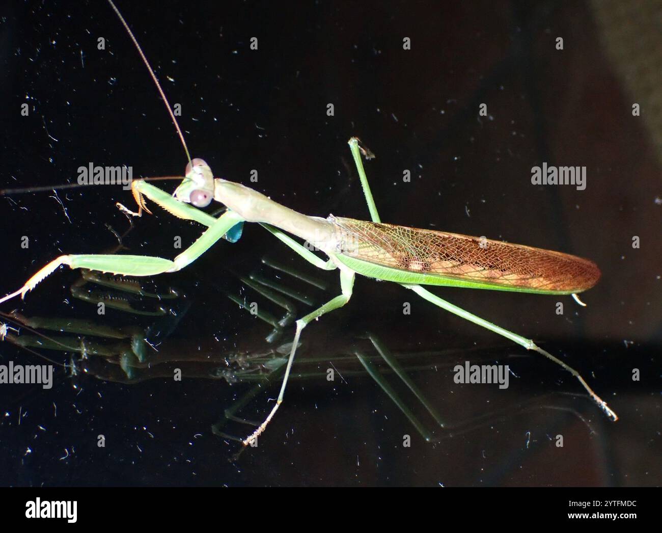 Flag Mantis (Polyspilota aeruginosa Stock Photo - Alamy