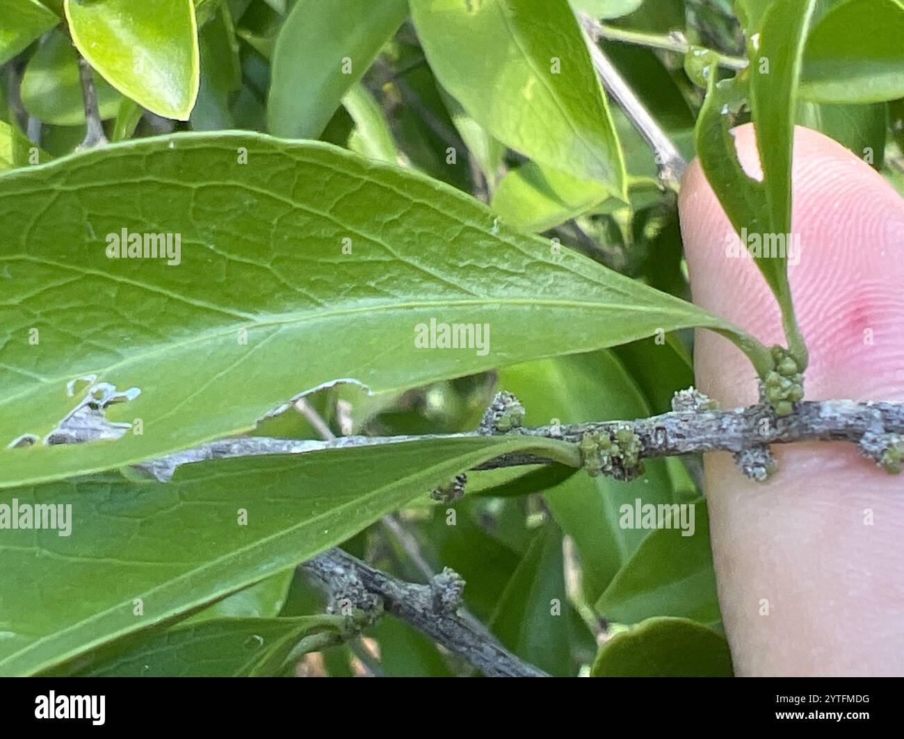 Florida Boxwood (Schaefferia frutescens Stock Photo - Alamy