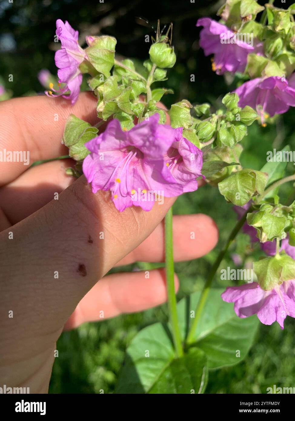 Wild Four o'Clock (Mirabilis nyctaginea Stock Photo - Alamy