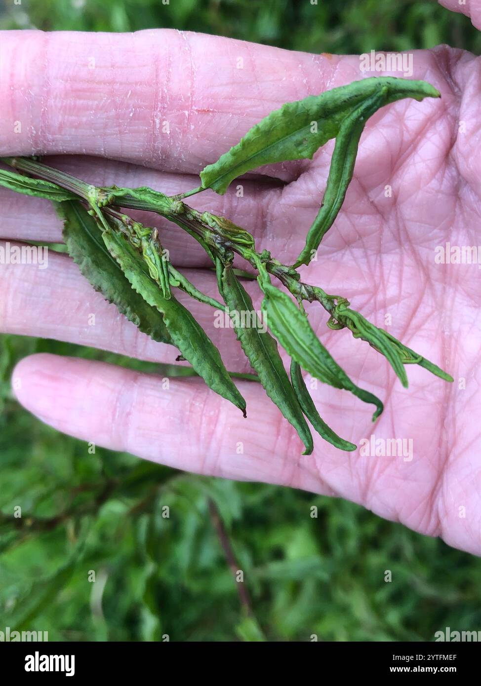 Clustered Dock (Rumex conglomeratus Stock Photo - Alamy