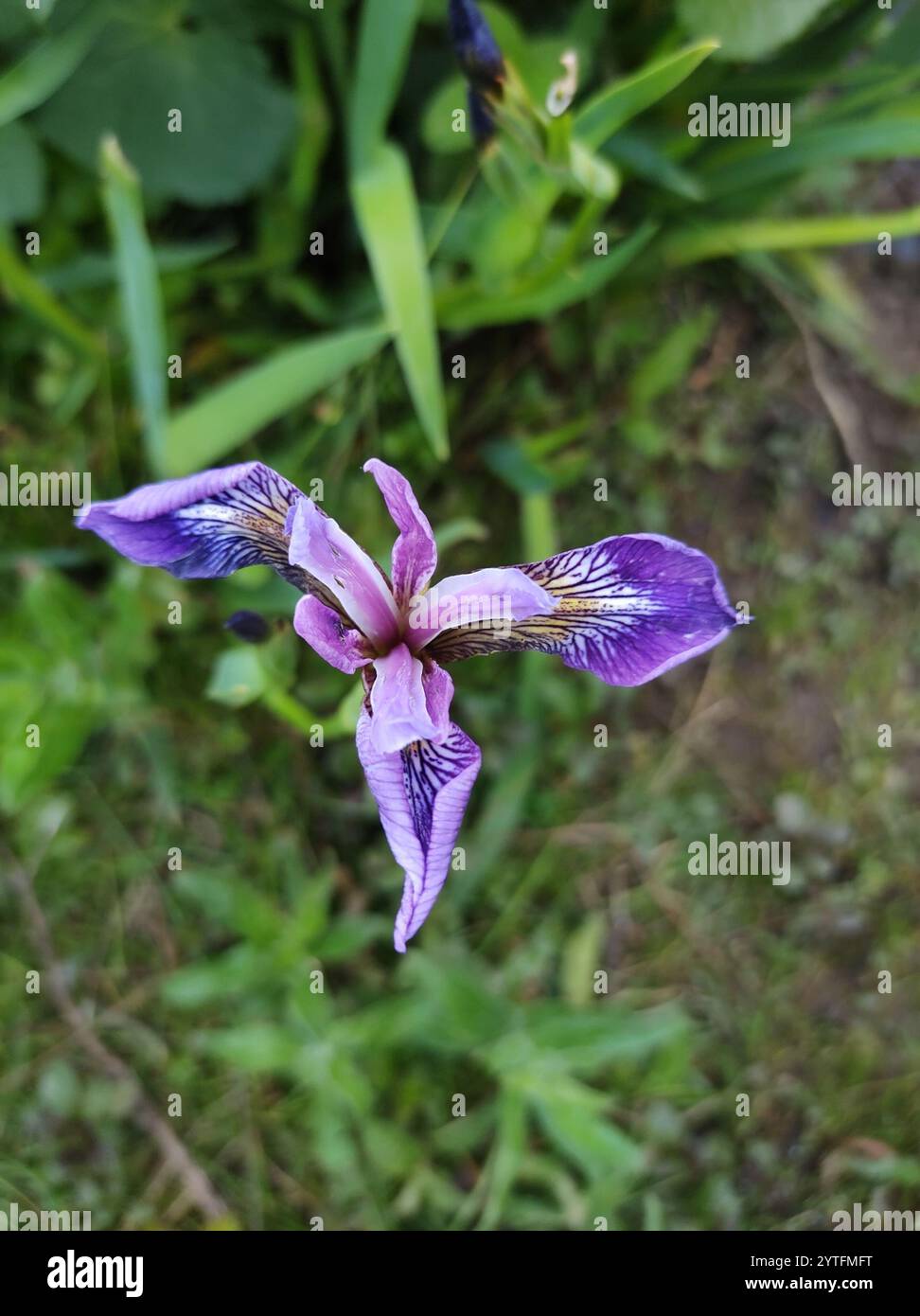 northern blue flag (Iris versicolor Stock Photo - Alamy