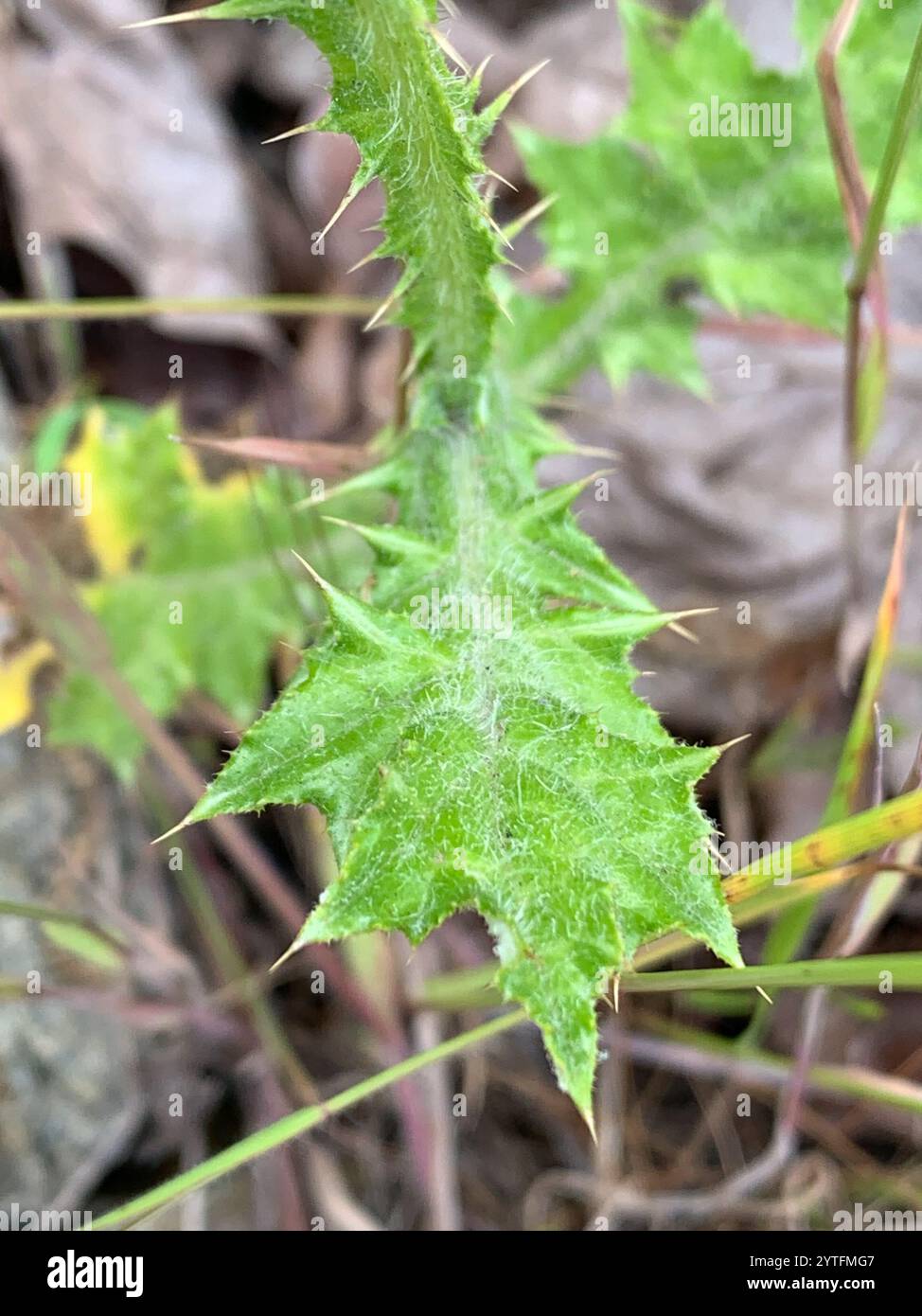 Italian thistle (Carduus pycnocephalus Stock Photo - Alamy