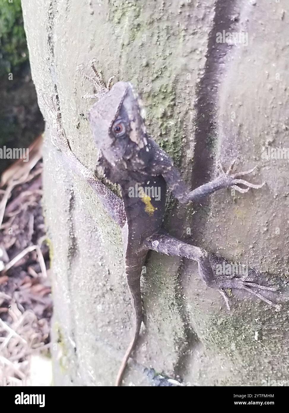 Taiwan Japalure (Diploderma swinhonis Stock Photo - Alamy