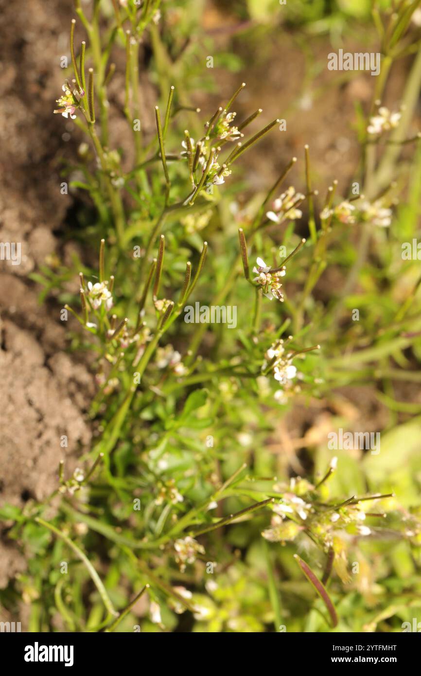 hairy bittercress (Cardamine hirsuta Stock Photo - Alamy
