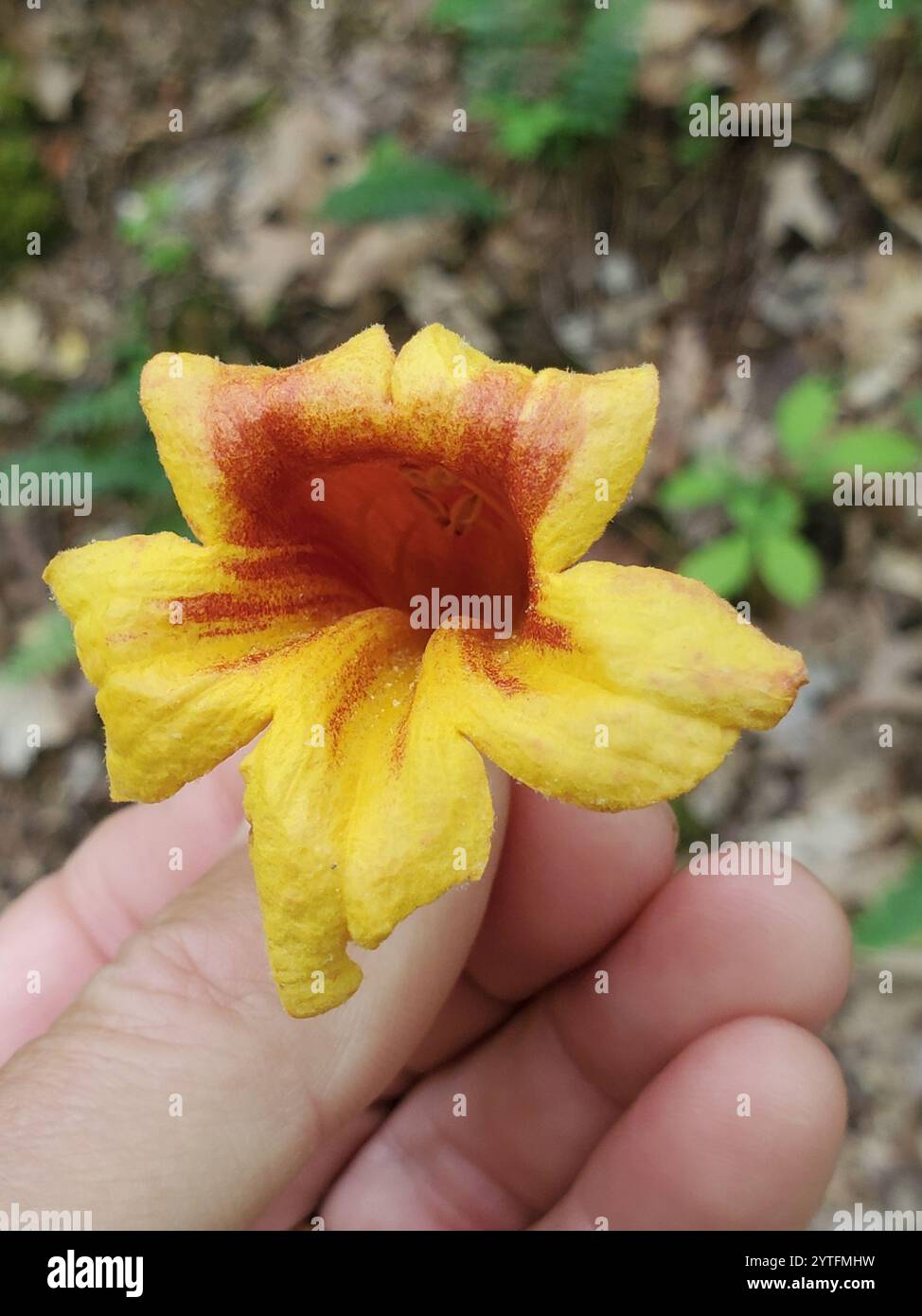 cross vine (Bignonia capreolata Stock Photo - Alamy