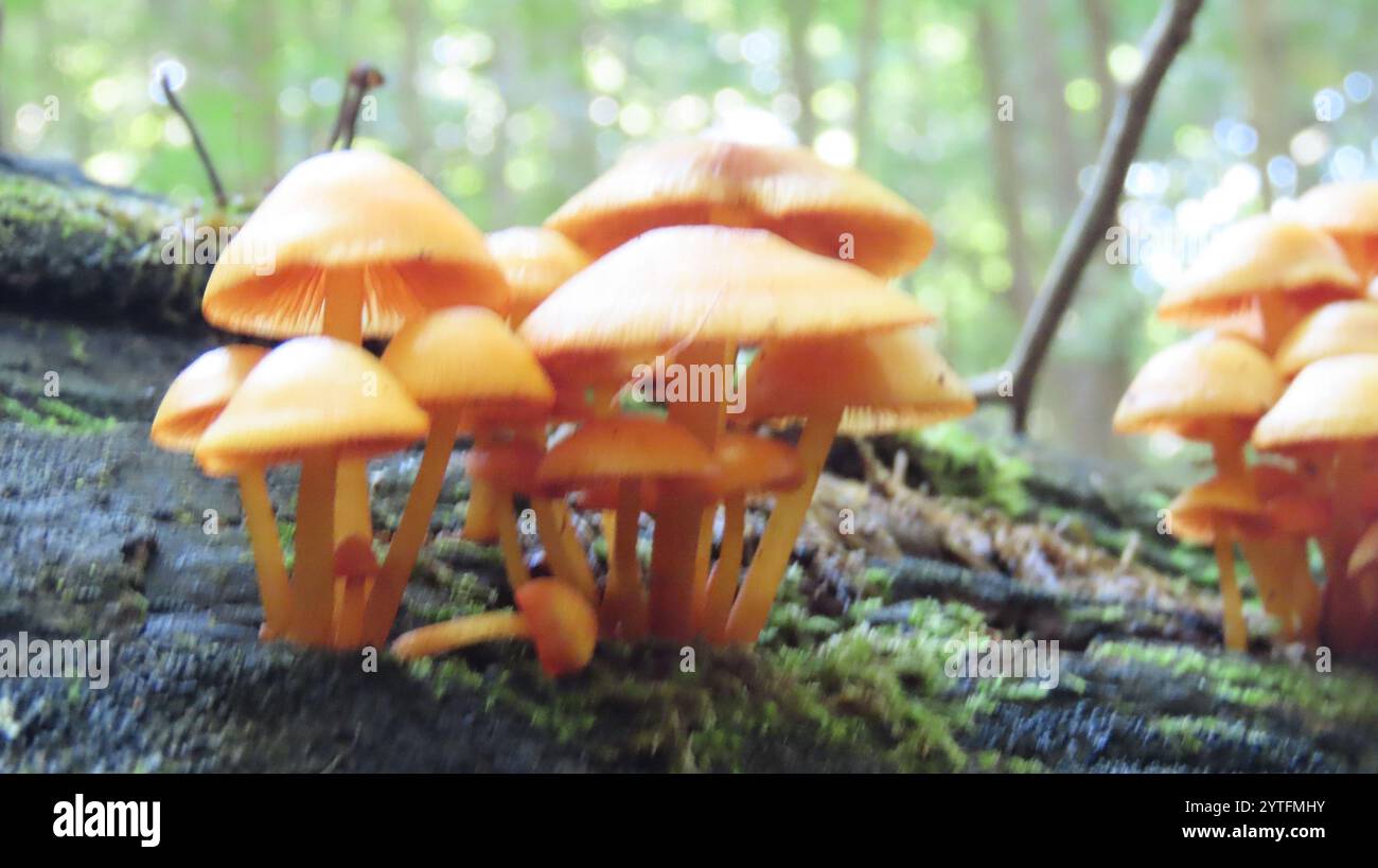 Orange mycena leaiana hi-res stock photography and images - Alamy